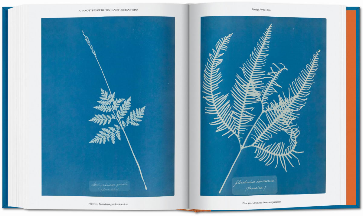 Anna Atkins. Cyanotypes