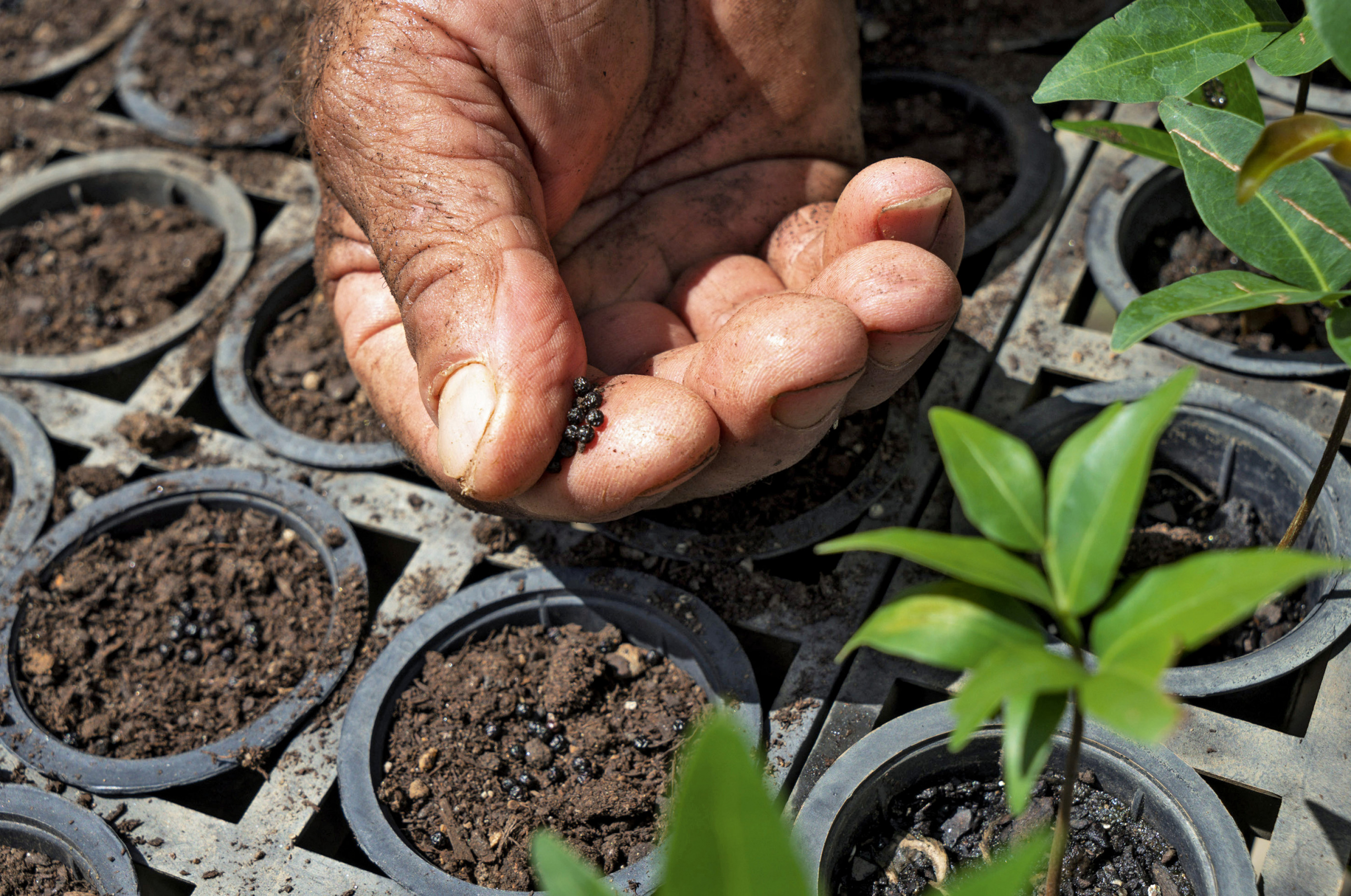 Carbon Footprint: Each and every TASCHEN Book plants a seed. TASCHEN